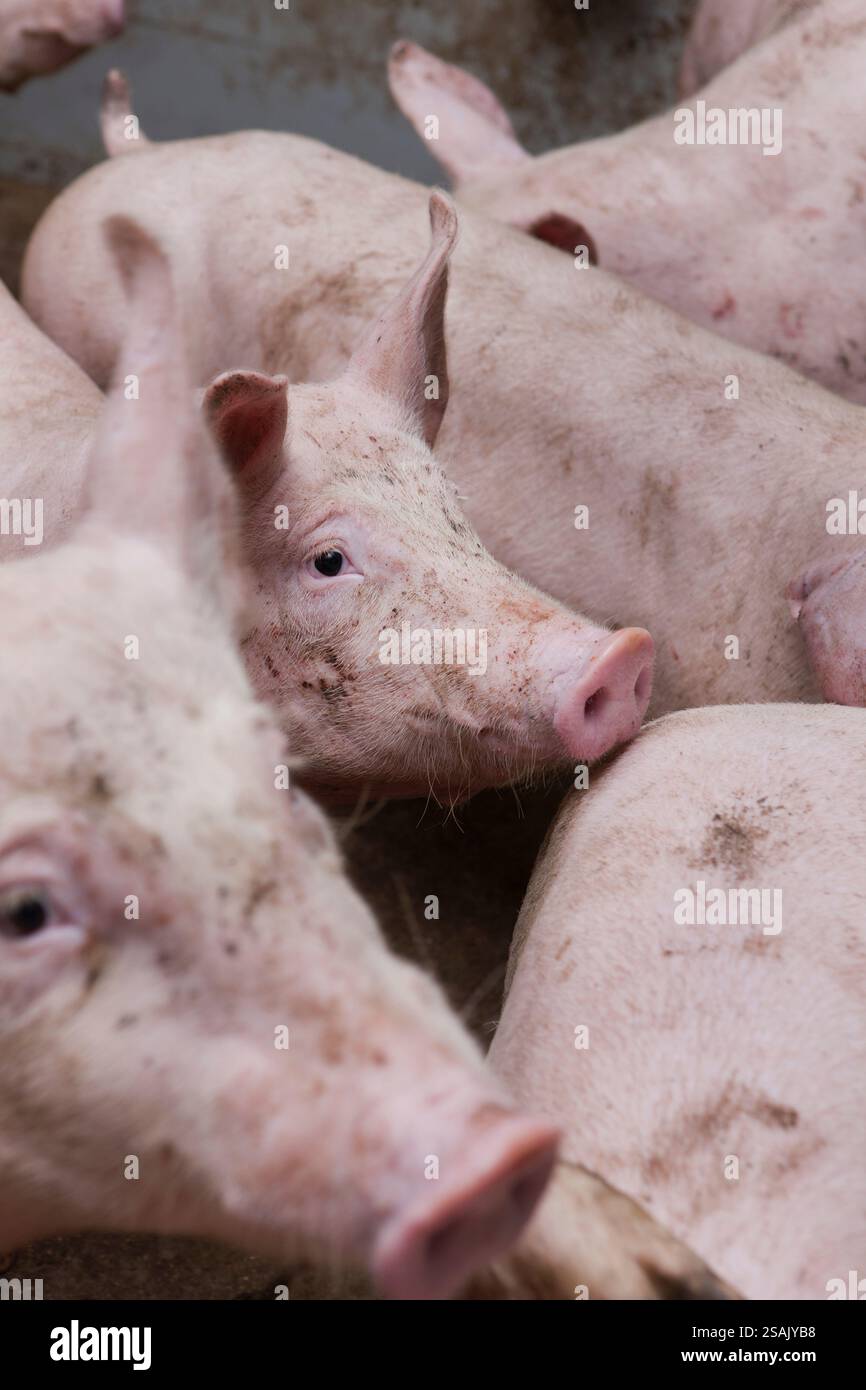 Pig breeding. Pigs and piglets in stable. intensive livestock farming ...