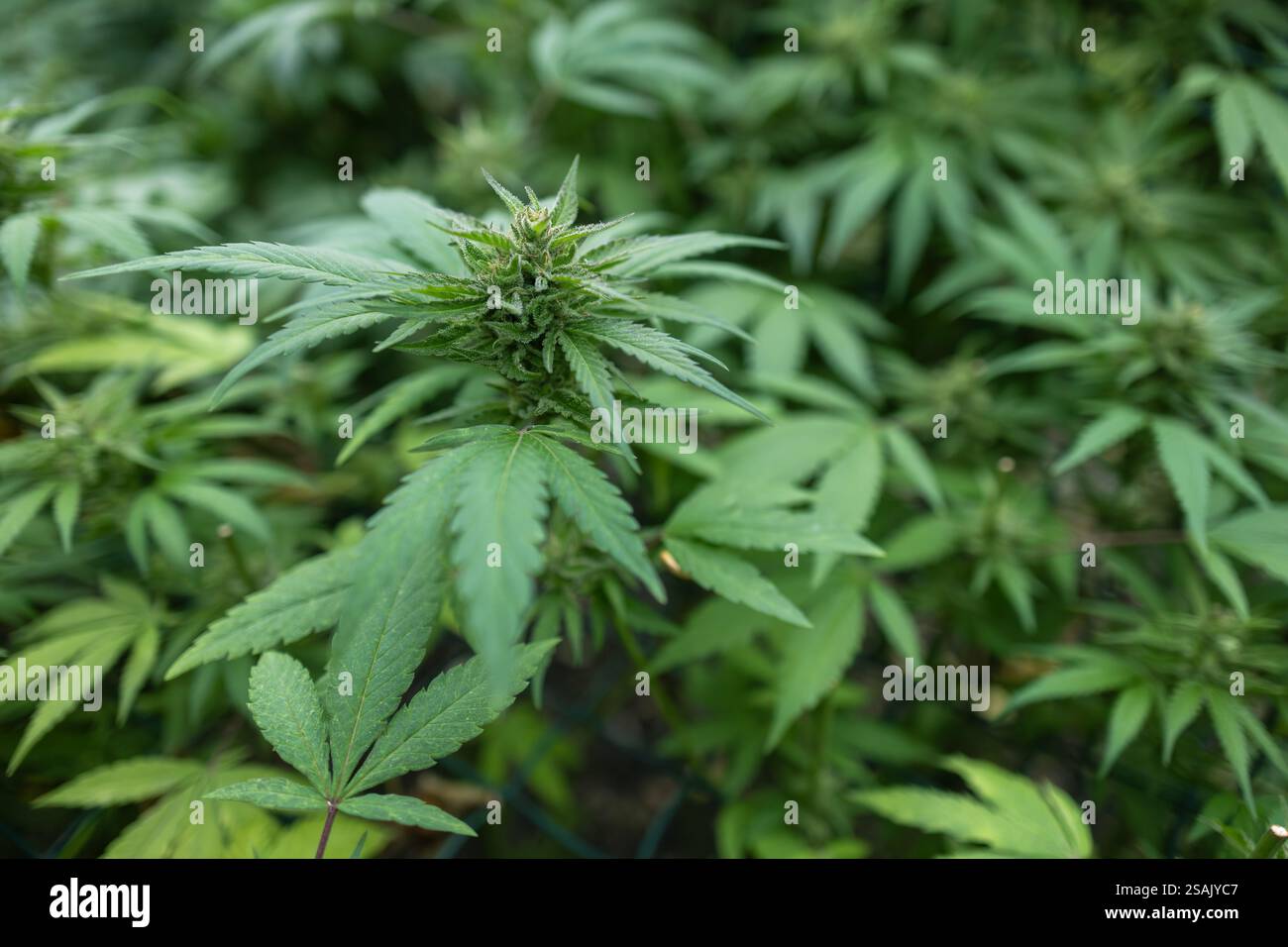 Legal Green Marijuana Cannabis Leaves Growing At Farm In Summer Day ...