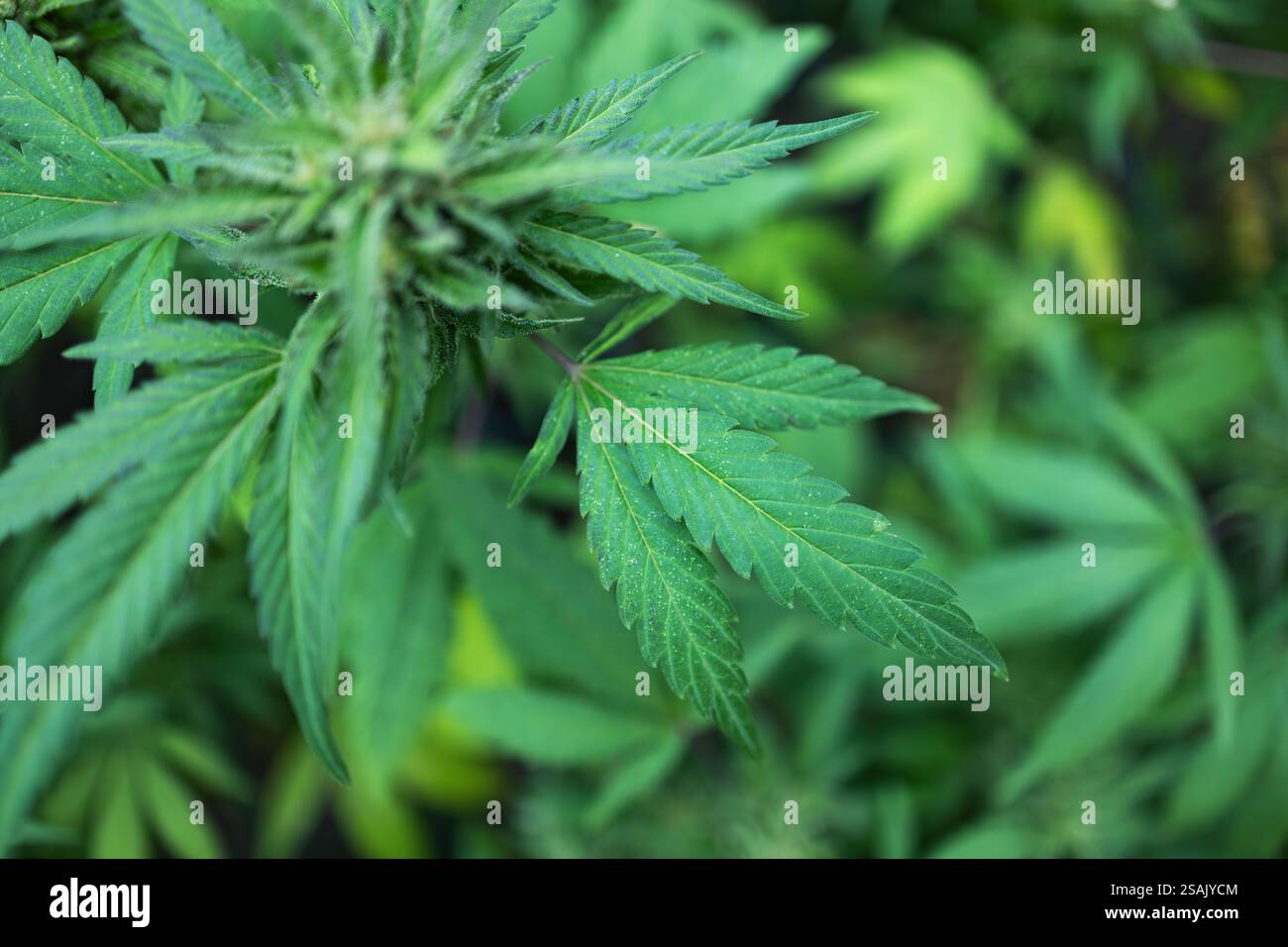 Legal Green Marijuana Cannabis Leaves Growing At Farm In Summer Day ...