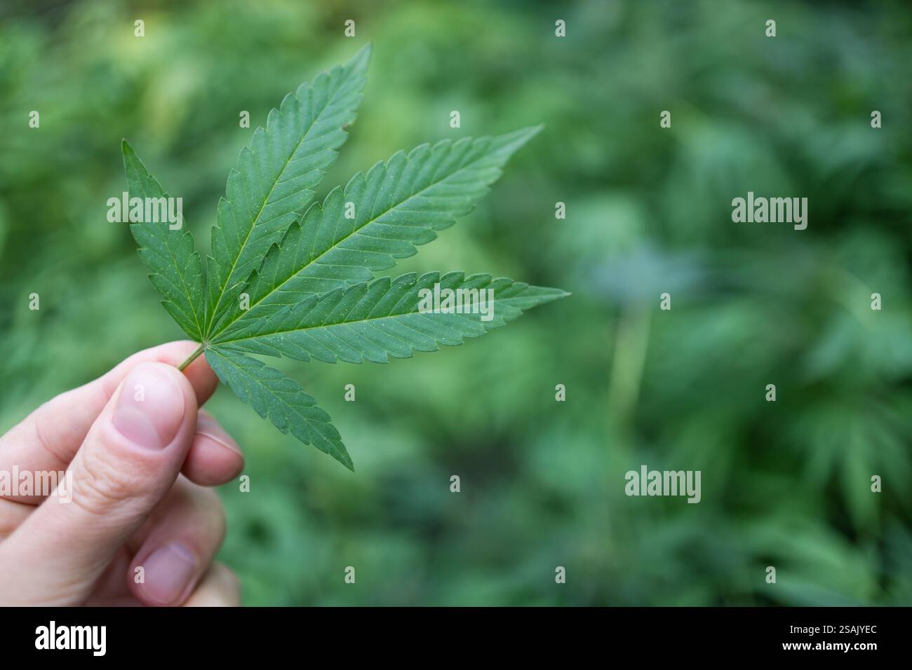 Hand holding one hemp leave. Cannabis at the beginning of flowering ...