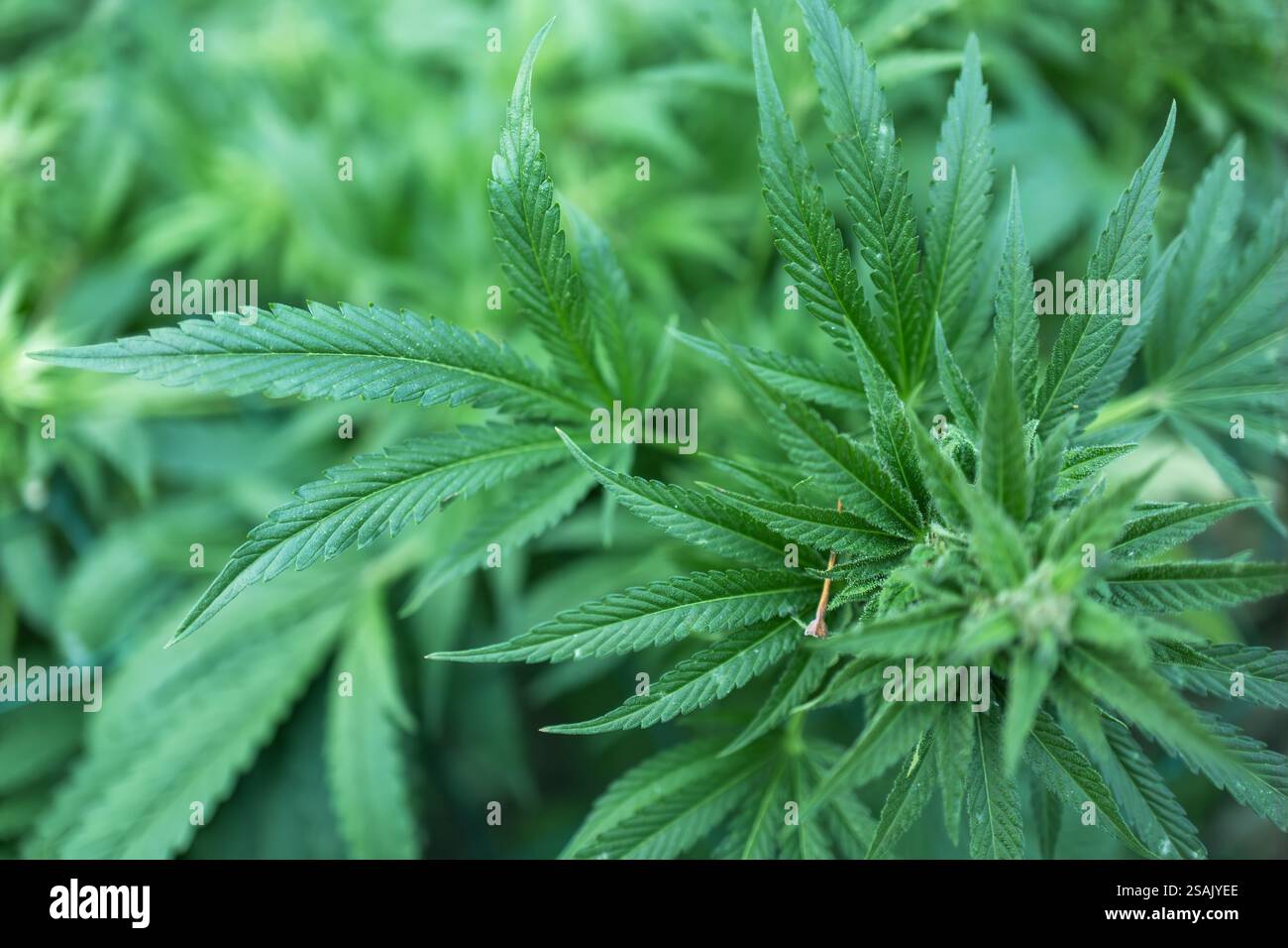 Legal Green Marijuana Cannabis Leaves Growing At Farm In Summer Day ...