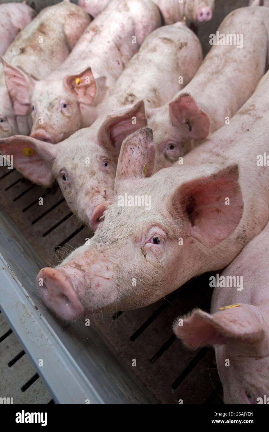 Pig breeding. Pigs and piglets in stable. intensive livestock farming ...