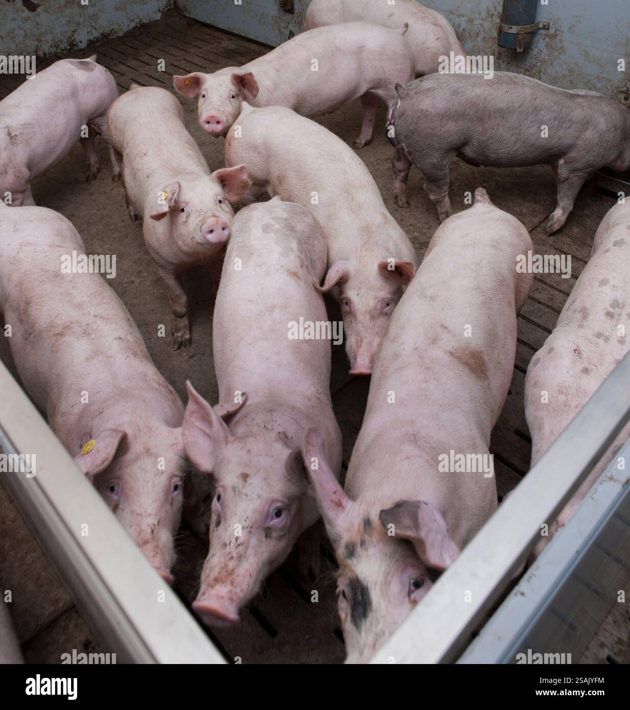 Pig breeding. Pigs and piglets in stable. intensive livestock farming ...