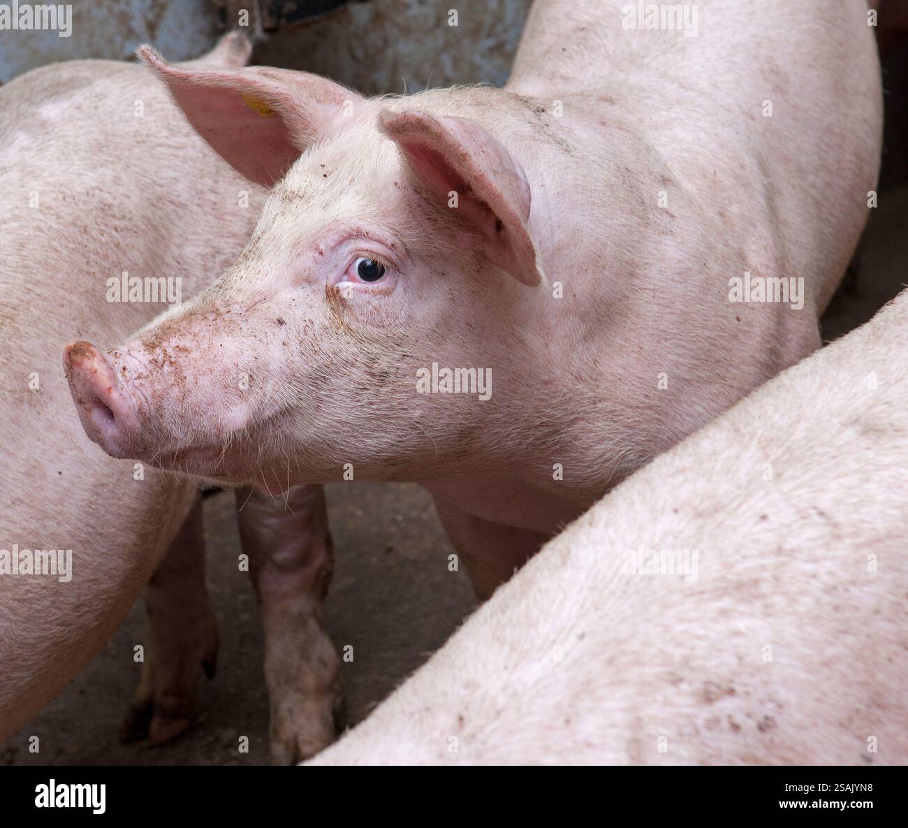 Pig breeding. Pigs and piglets in stable. intensive livestock farming ...
