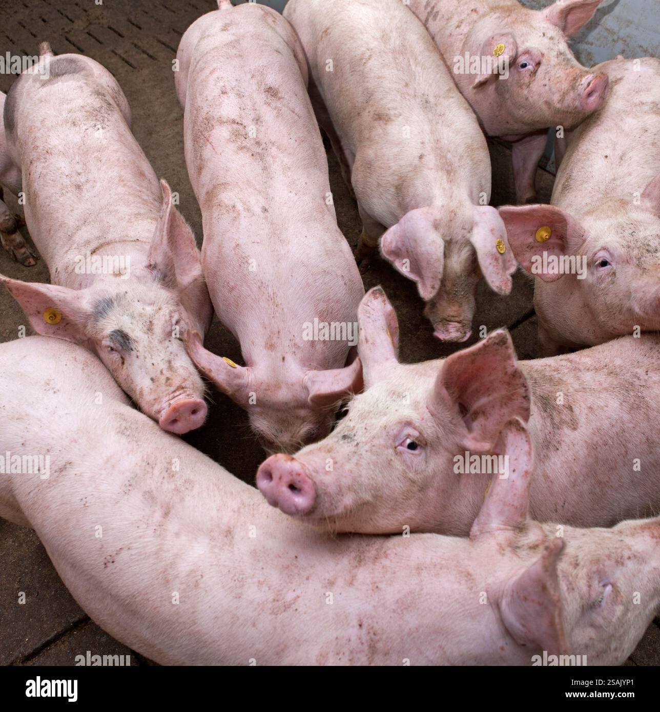 Pig breeding. Pigs and piglets in stable. intensive livestock farming ...