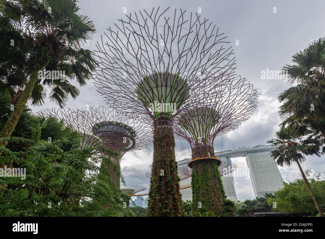 Supertree grove in Singapore is home to 18 trees, rising up to 50 ...