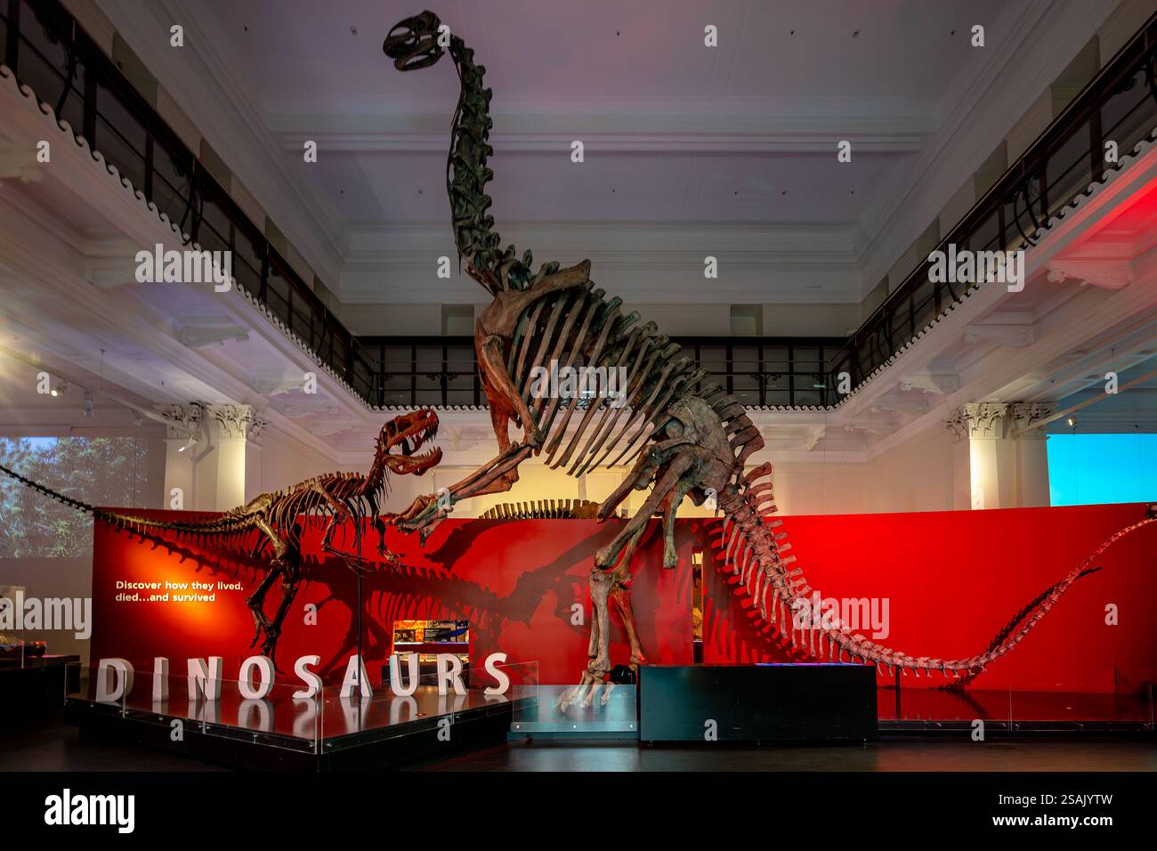 Sydney, NSW, Australia - Dinosaur exhibition in Australian Museum Stock ...