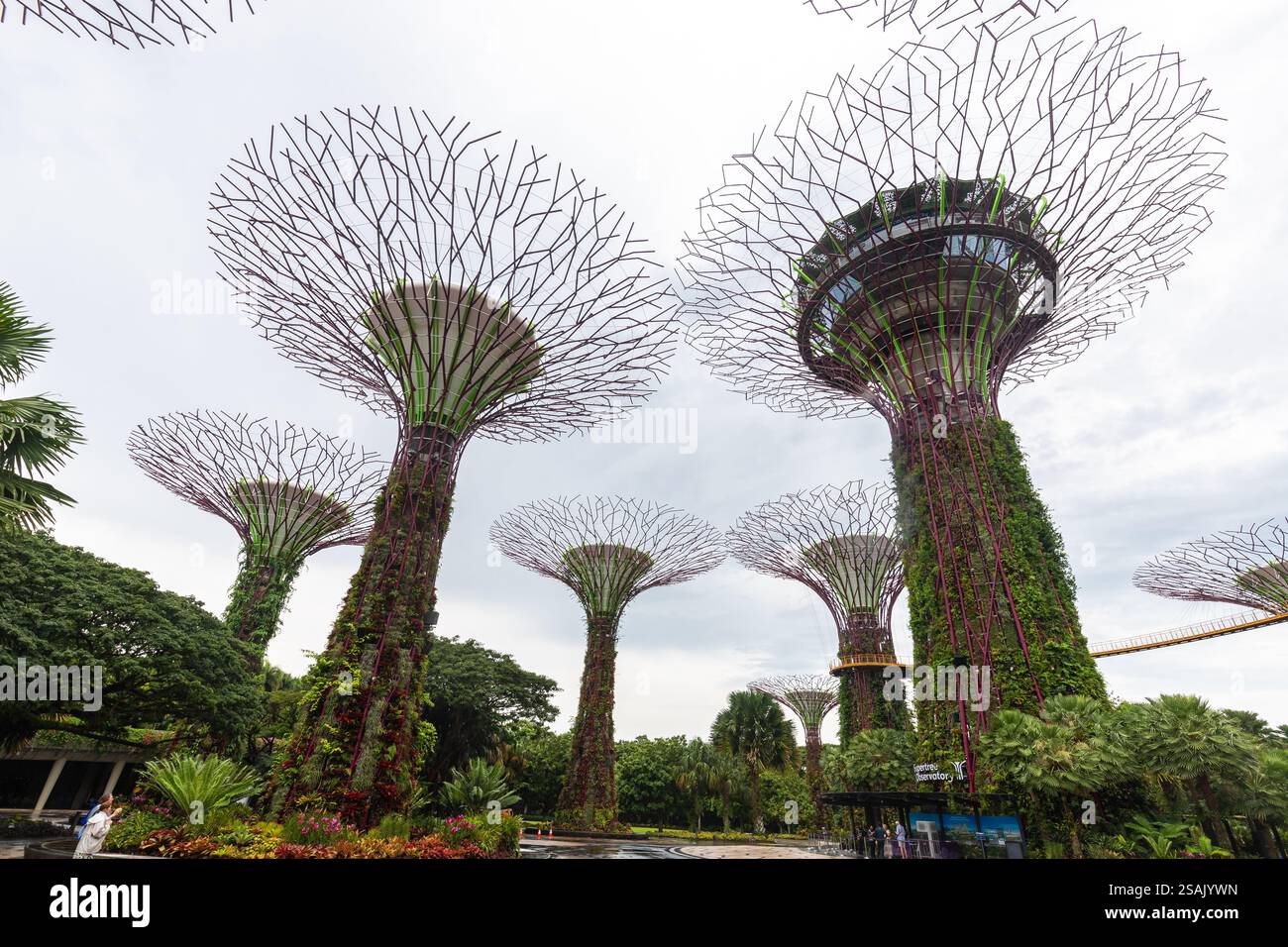 Supertree grove in Singapore is home to 18 trees, rising up to 50 ...