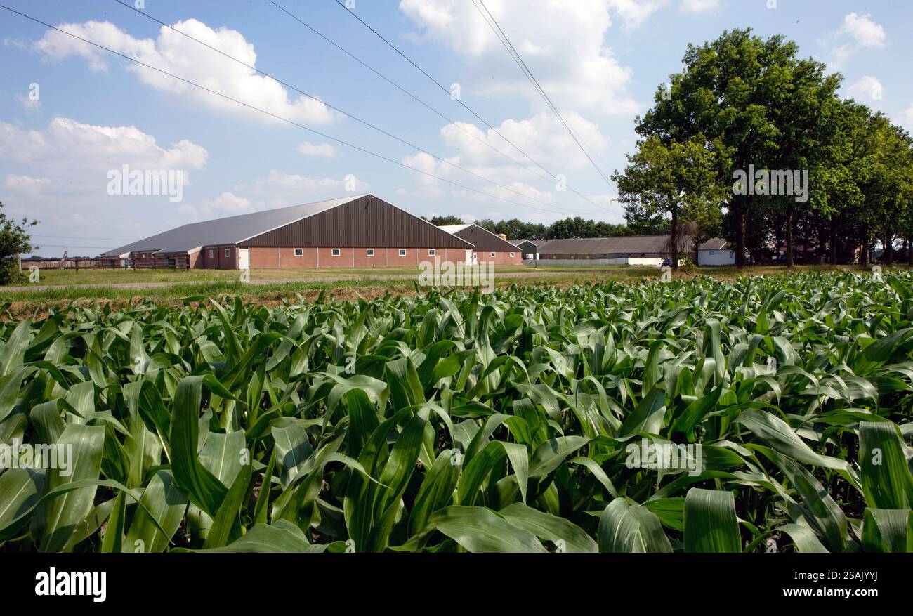 Exterior pig stable in Dutch landscape with field of maize. Pig ...