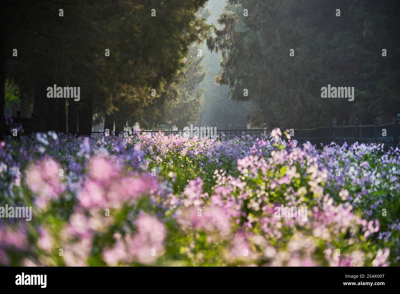 Temple of Heaven park in Spring, one of the most famous landmarks in ...