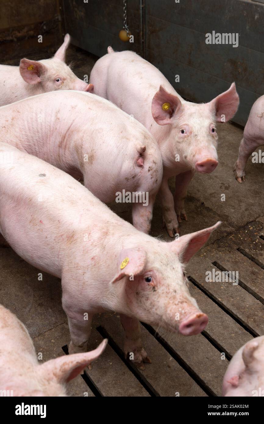 Pig breeding. Pigs and piglets in stable. intensive livestock farming ...