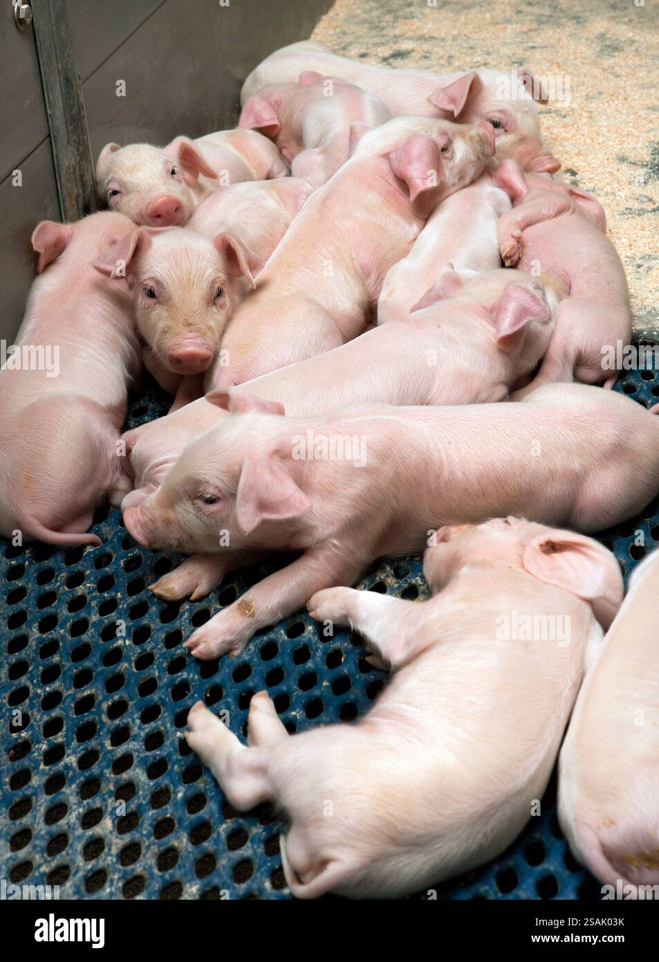 Pig breeding. Pigs and piglets in stable. intensive livestock farming ...