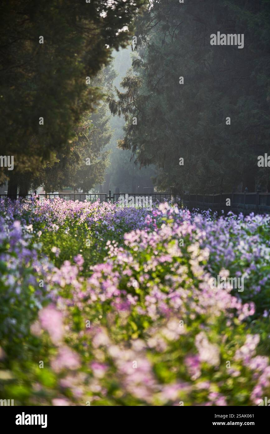Temple of Heaven park in Spring, one of the most famous landmarks in ...