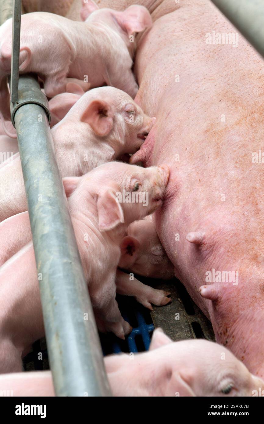 Hand of a farmer holding a tny pglet. Lactating piglets, drinking milk ...