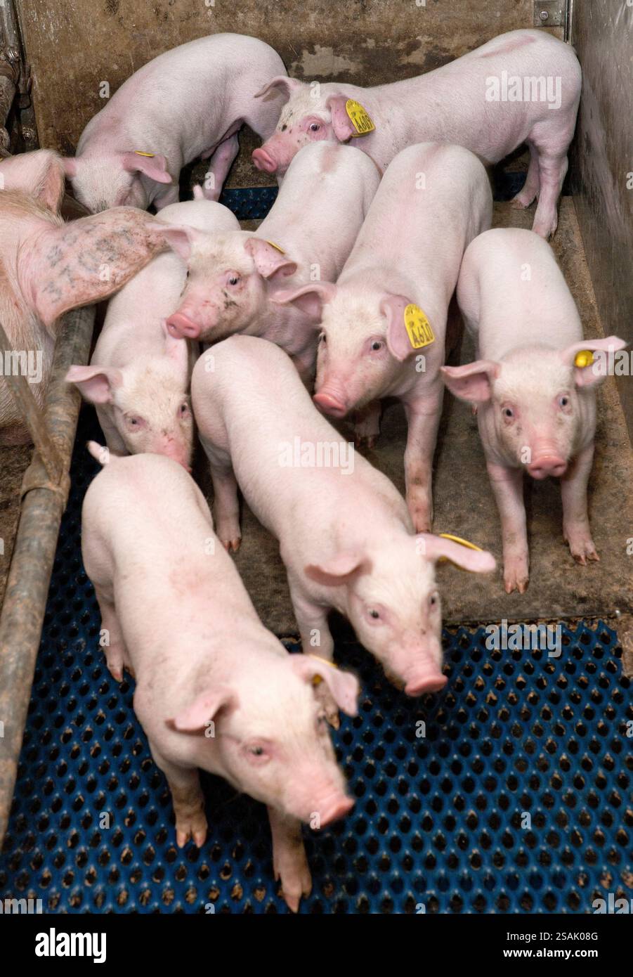 Lactating piglets, drinking milk from the utter of the sow. Pig ...