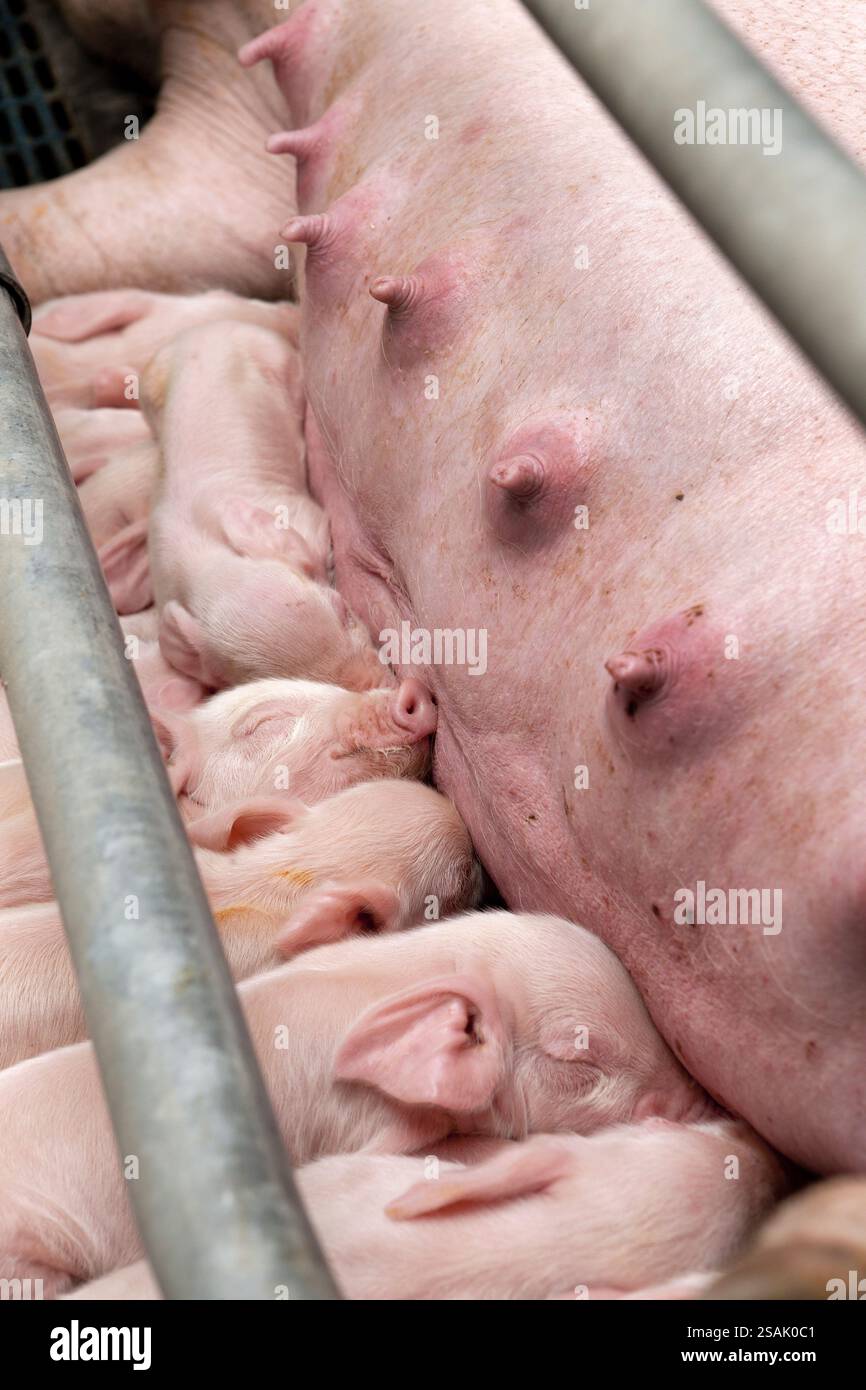 Lactating piglets, drinking milk from the utter of the sow. Pig ...