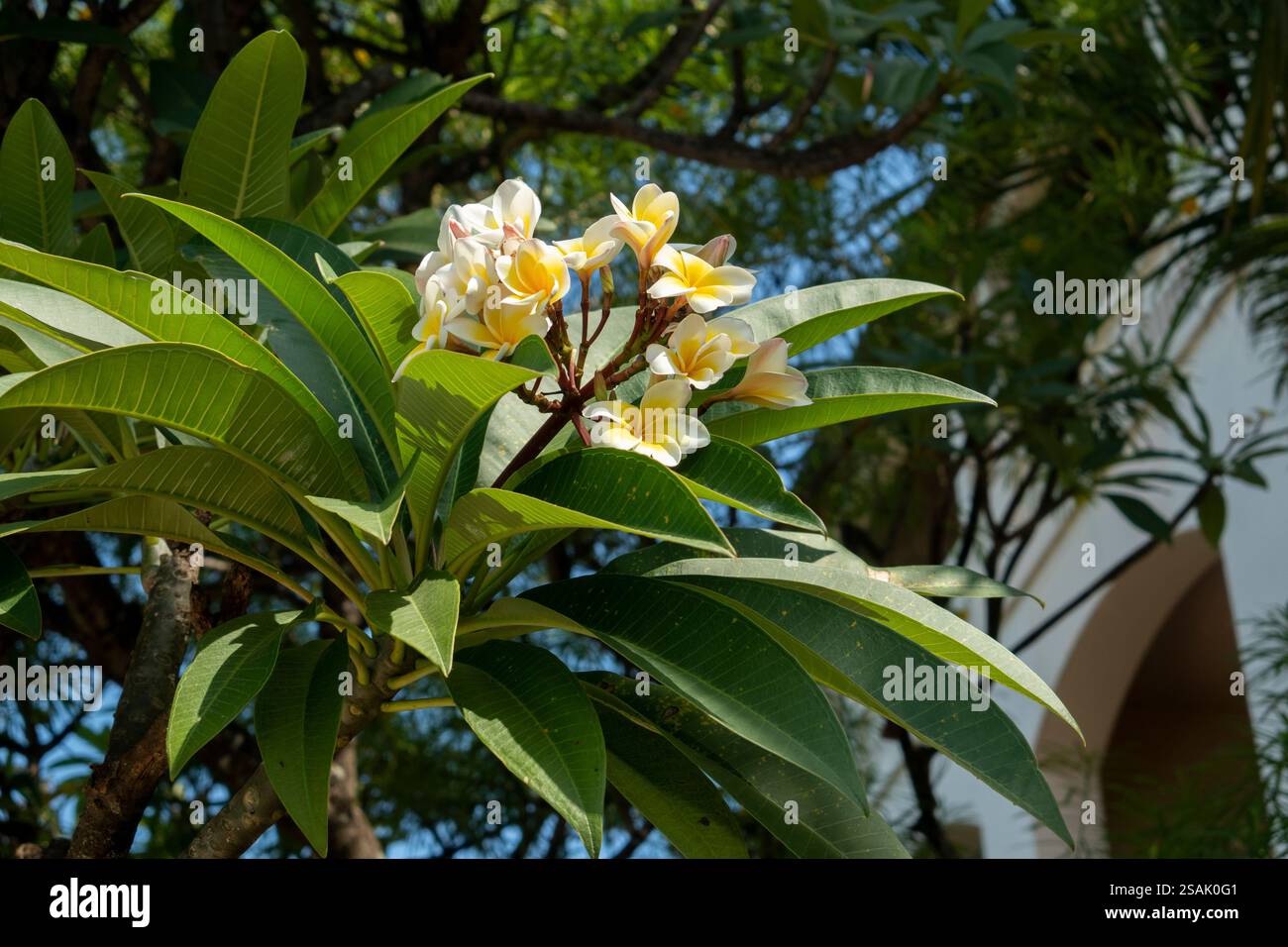 Africa Tanzania, Zanzibar, Stonetown, Kelele Square, frangipani tree in ...