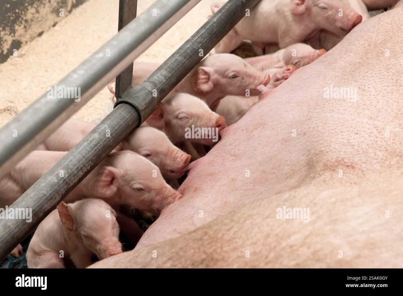 Lactating piglets, drinking milk from the utter of the sow. Pig ...