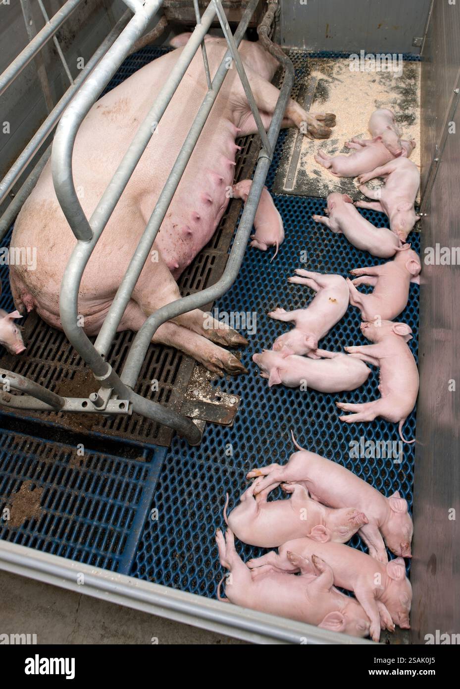 Lactating piglets, drinking milk from the utter of the sow. Pig ...