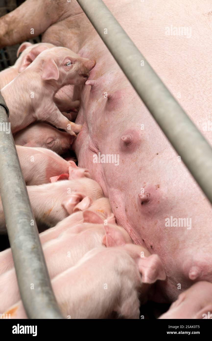 Lactating piglets, drinking milk from the utter of the sow. Pig ...