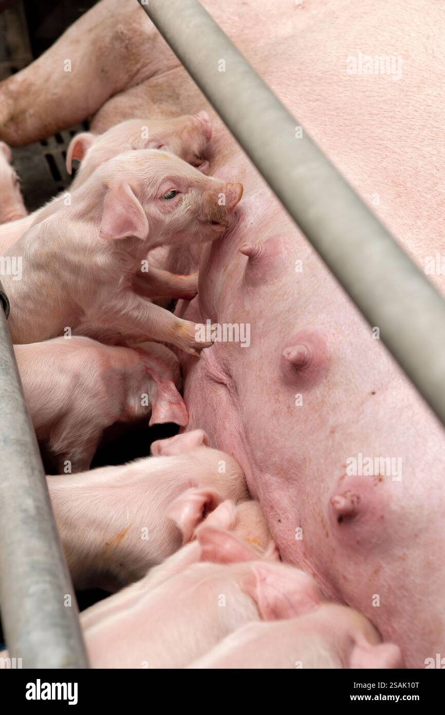 Lactating piglets, drinking milk from the utter of the sow. Pig ...