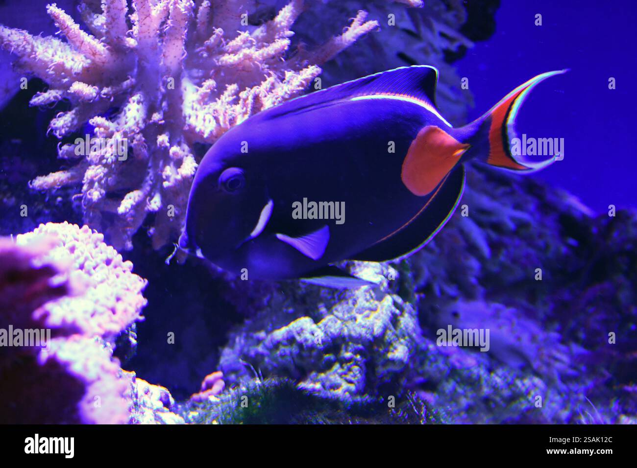 PESCE CHIRURGO ACHILLE, ACANTHURUS ACHILLES, FISH, Close up, Museo ...