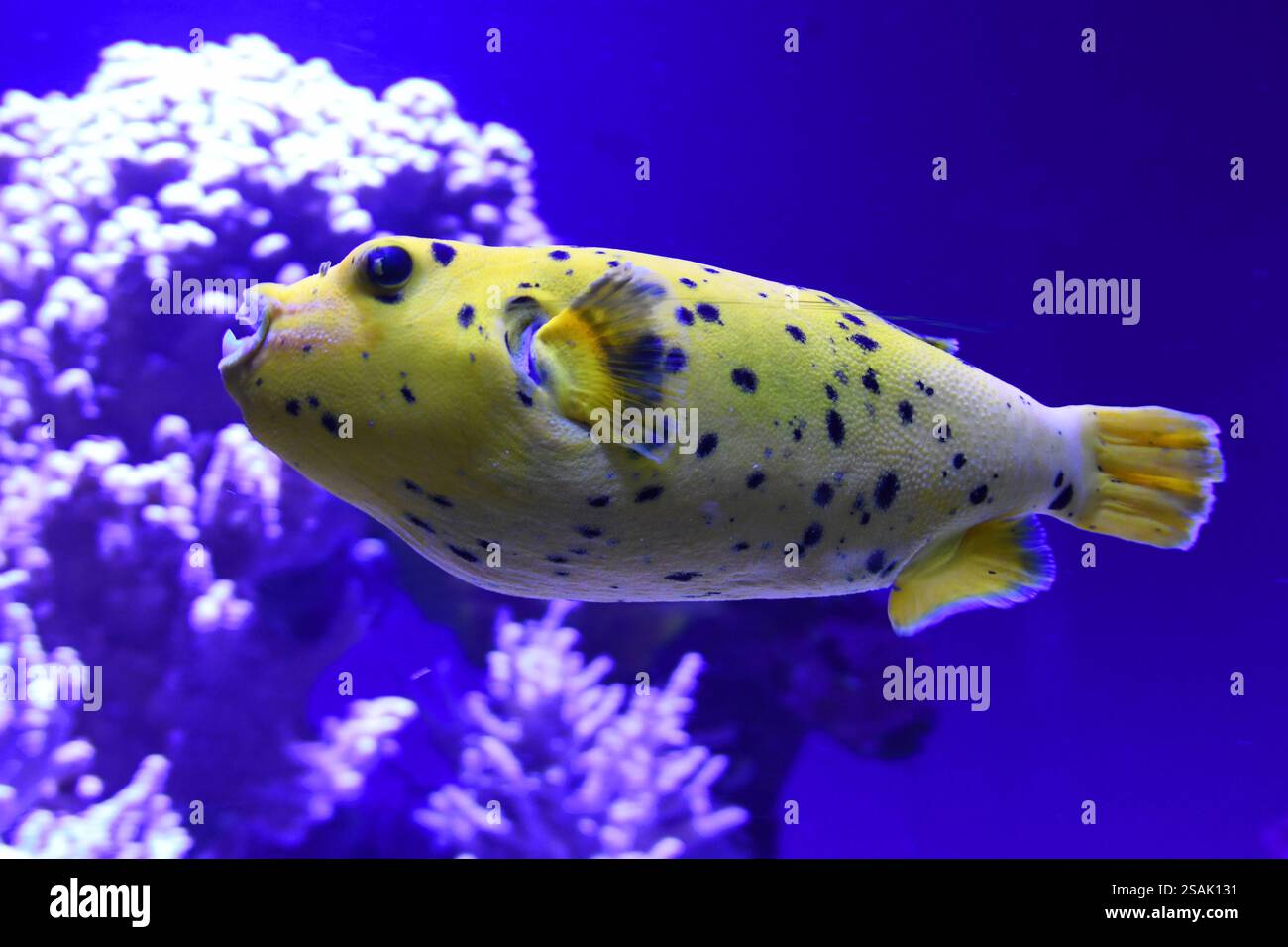 PESCE PALLA A MACCHIE NERE, AROTHRON NIGROPUNCTATUS, FISH, Close up ...