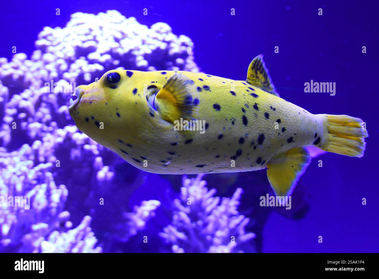 PESCE PALLA A MACCHIE NERE, AROTHRON NIGROPUNCTATUS, FISH, Close up ...