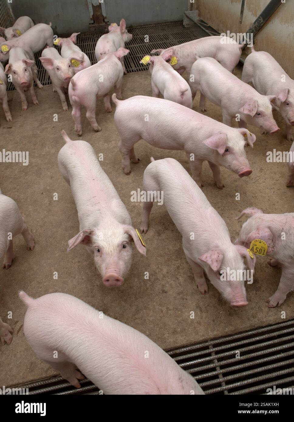 Pig breeding. Pigs and piglets in stable. intensive livestock farming ...