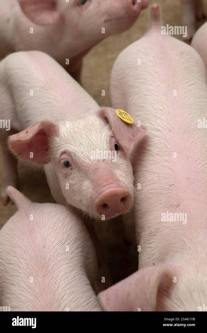 Pig breeding. Pigs and piglets in stable. intensive livestock farming ...