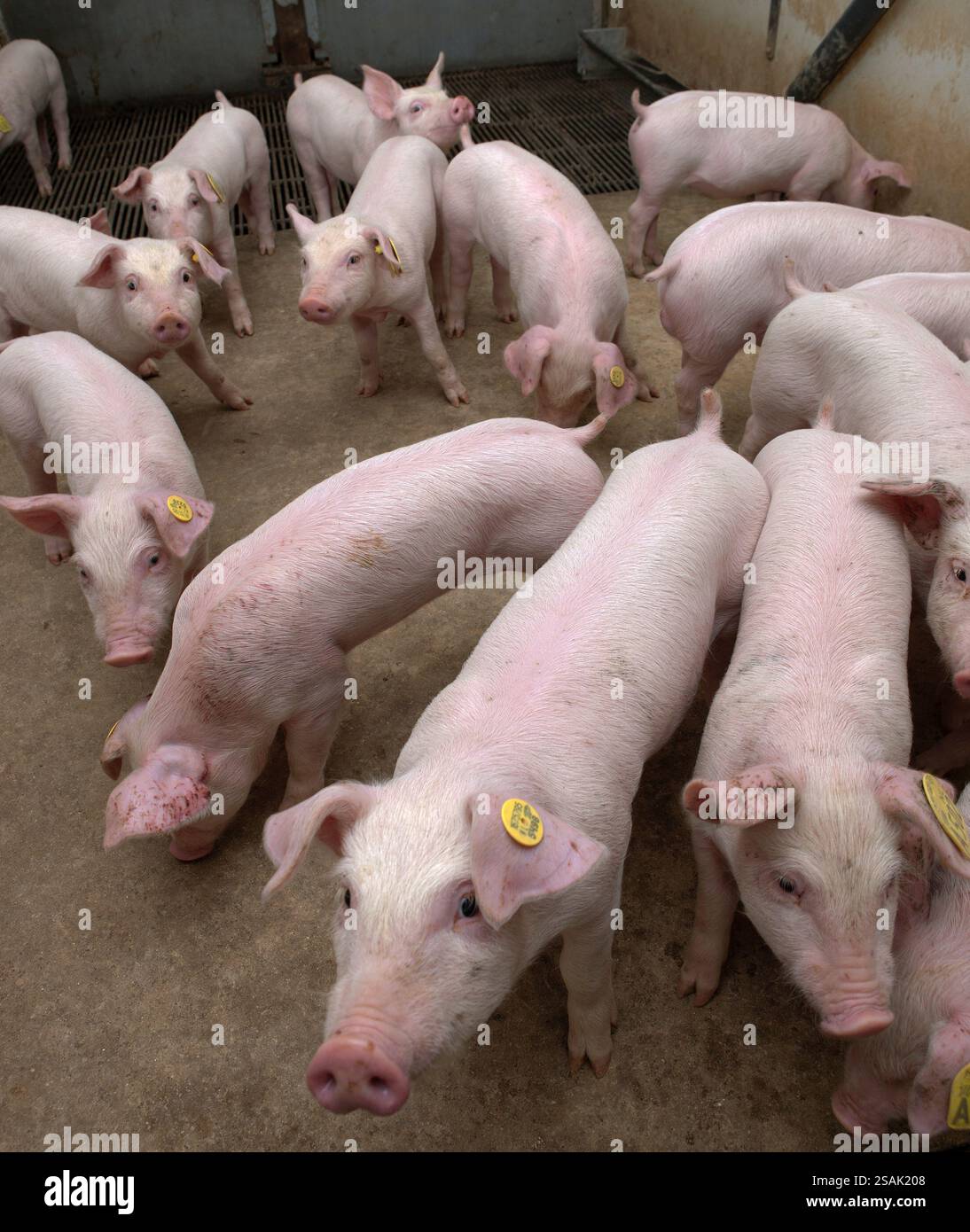 Pig breeding. Pigs and piglets in stable. intensive livestock farming ...