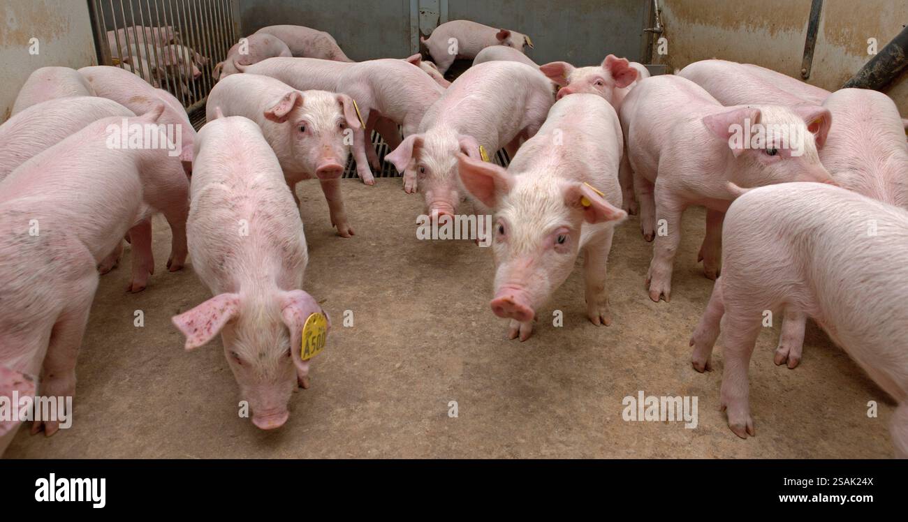 Pig breeding. Pigs and piglets in stable. intensive livestock farming ...