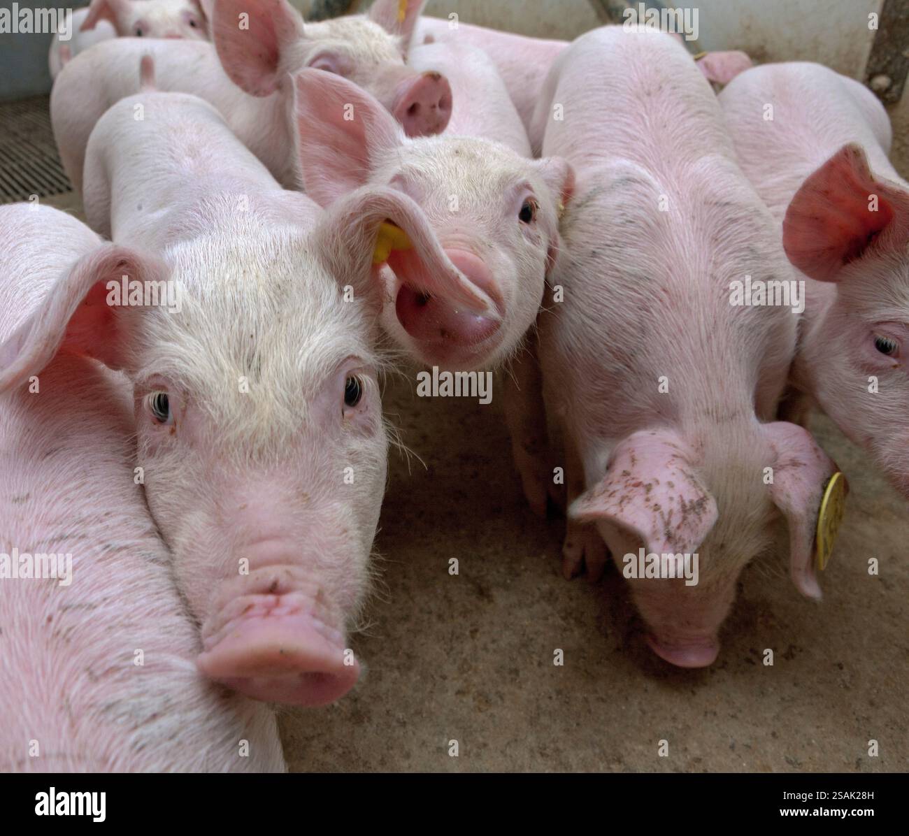 Pig breeding. Pigs and piglets in stable. intensive livestock farming ...