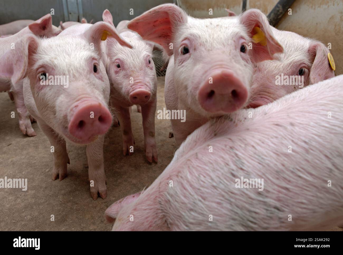 Pig breeding. Pigs and piglets in stable. intensive livestock farming ...