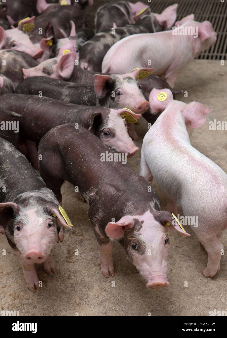 Pig breeding. Pigs and piglets in stable. intensive livestock farming ...