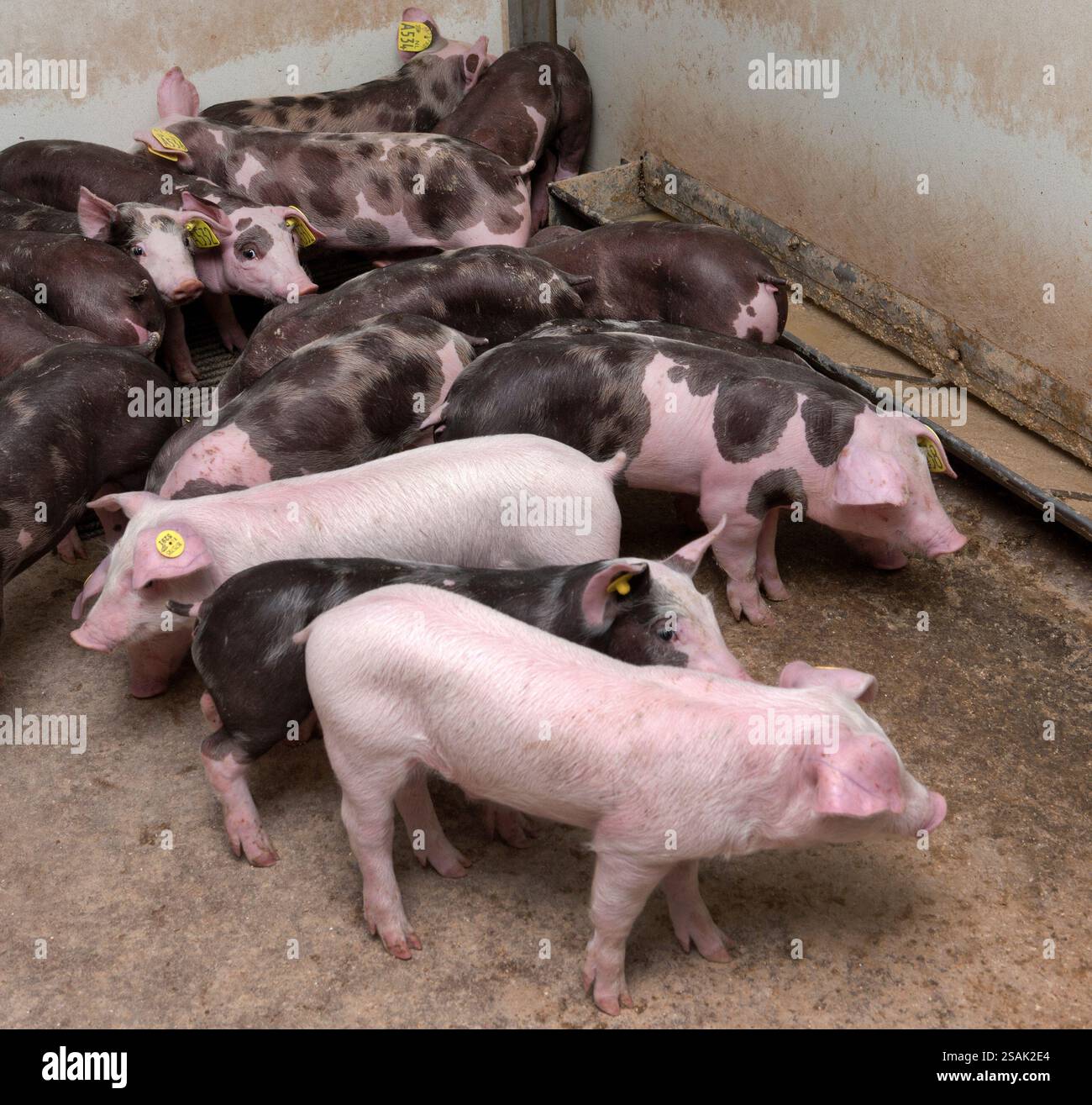 Pig breeding. Pigs and piglets in stable. intensive livestock farming ...