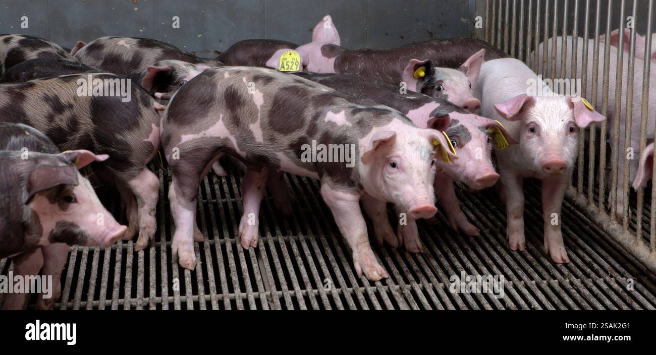 Pig breeding. Pigs and piglets in stable. intensive livestock farming ...