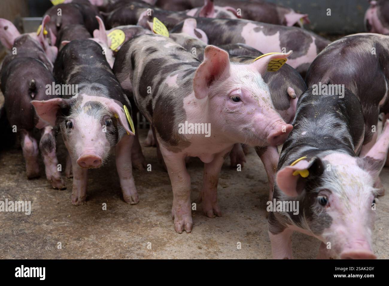 Pig breeding. Pigs and piglets in stable. intensive livestock farming ...