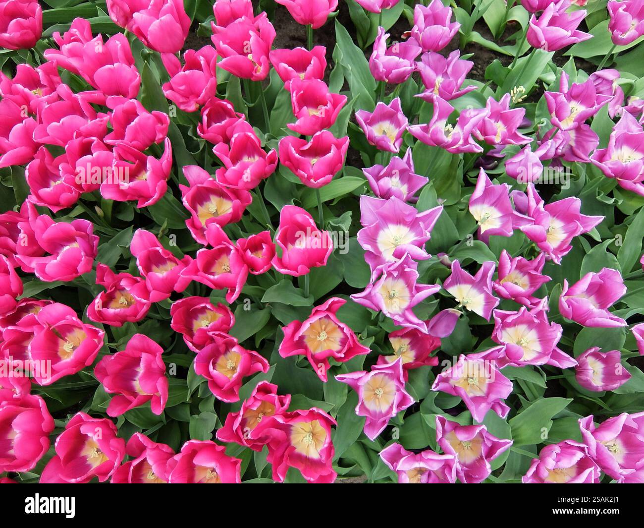Beautiful pink meadow flowers hi-res stock photography and images - Alamy