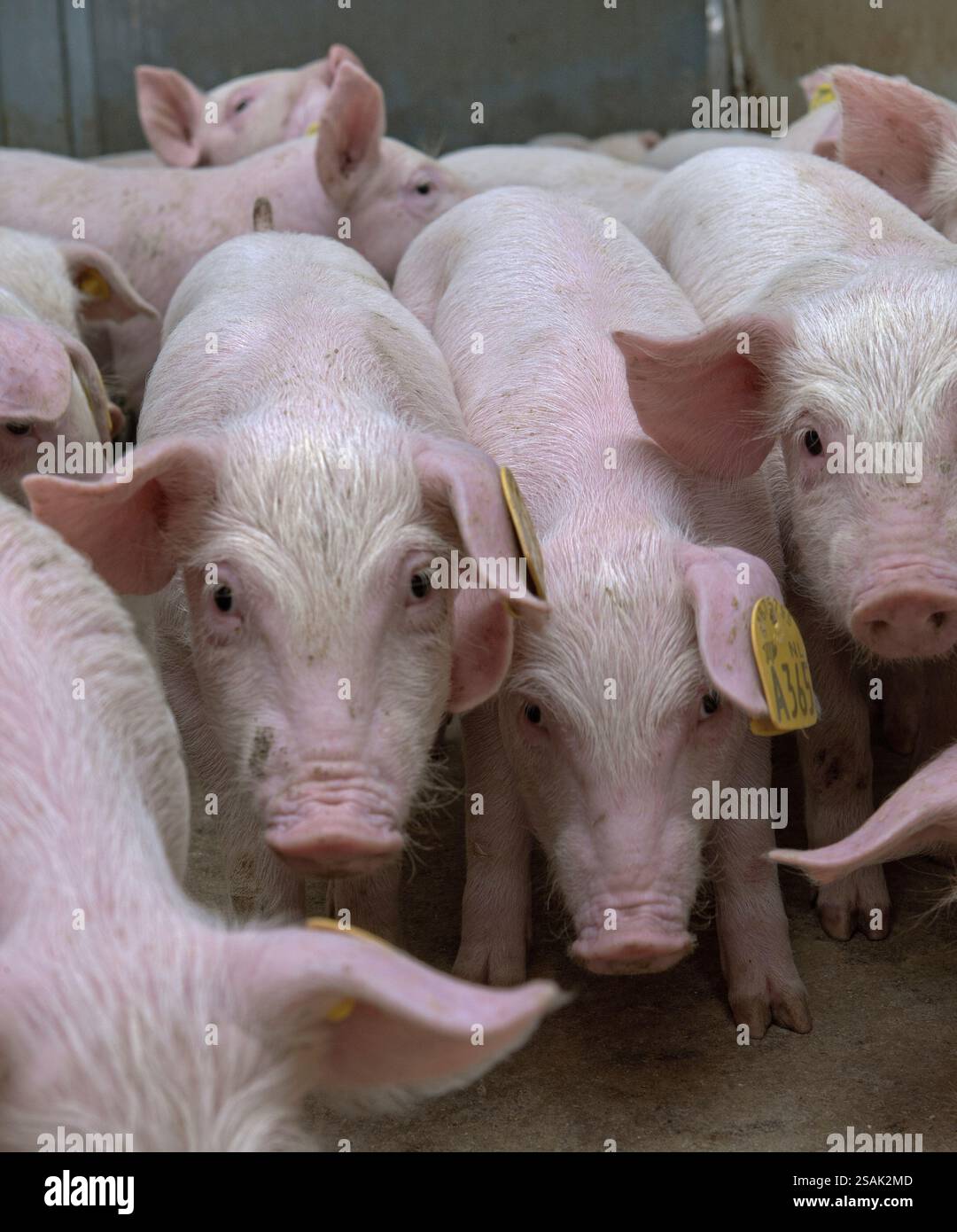Pig breeding. Pigs and piglets in stable. intensive livestock farming ...