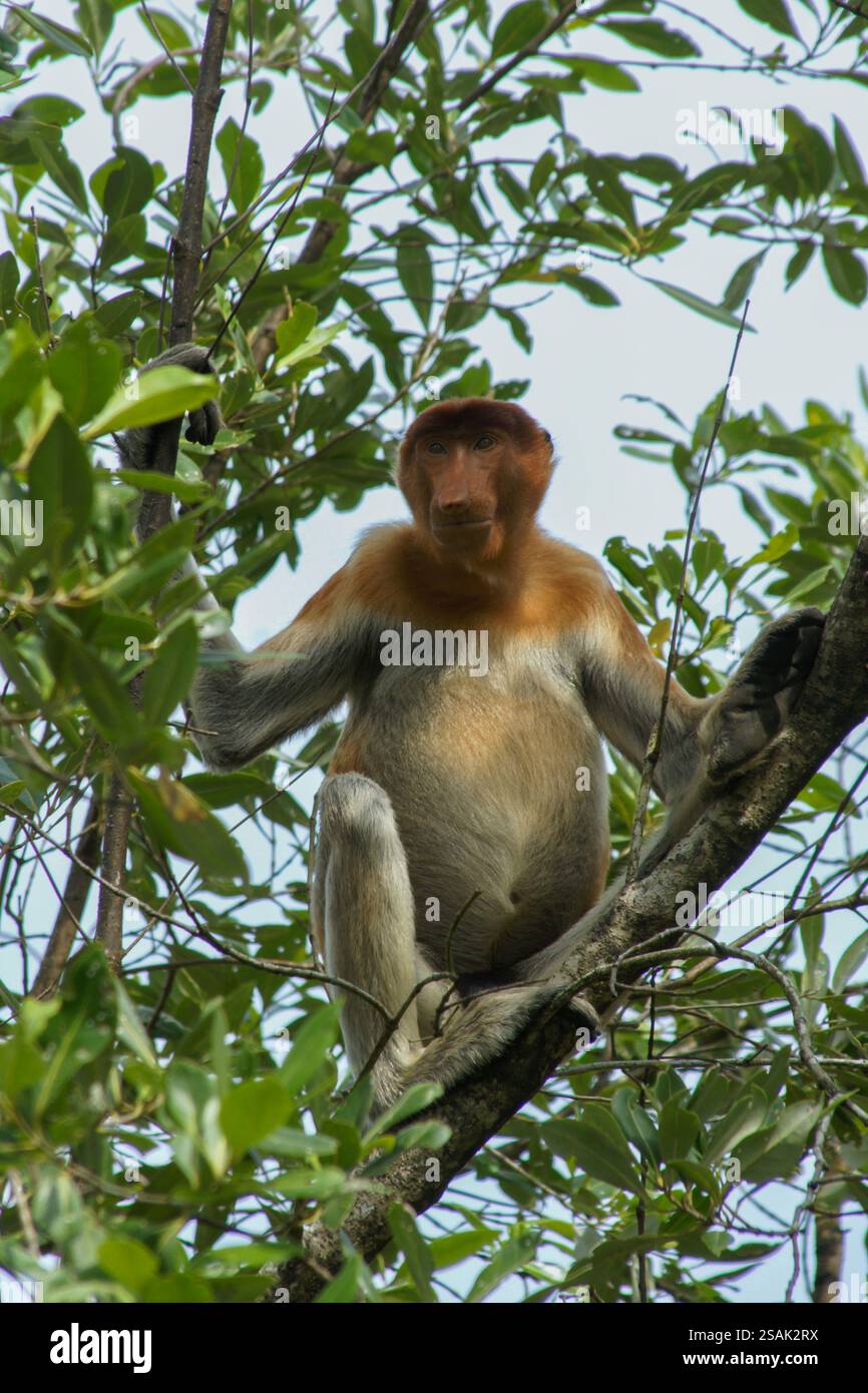 Male proboscis monkey (Nasalis larvatus) sitting in a rainforest tree ...