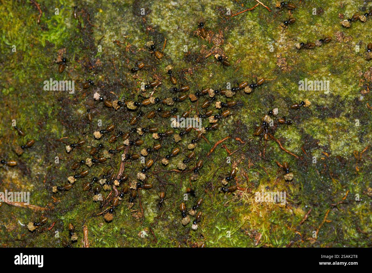 Marching termites (Hospitalitermes) carrying lichen, on a foraging ...