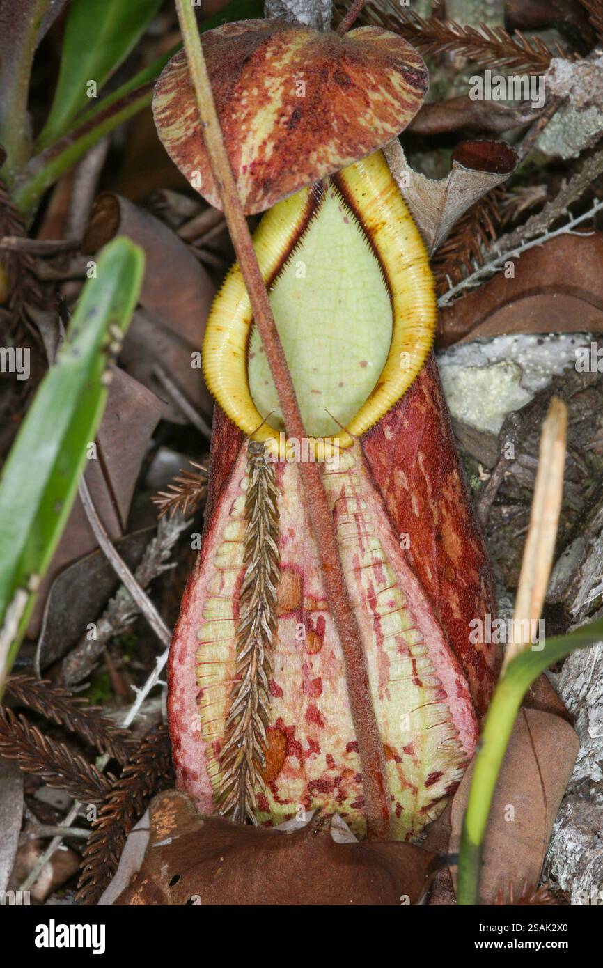 Pitcher of Nepenthes rafflesiana, carnivorous pitcher plant on Borneo ...