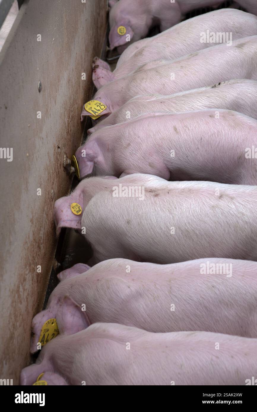 Feeding time. Fodder. Pig breeding. Pigs and piglets in stable ...