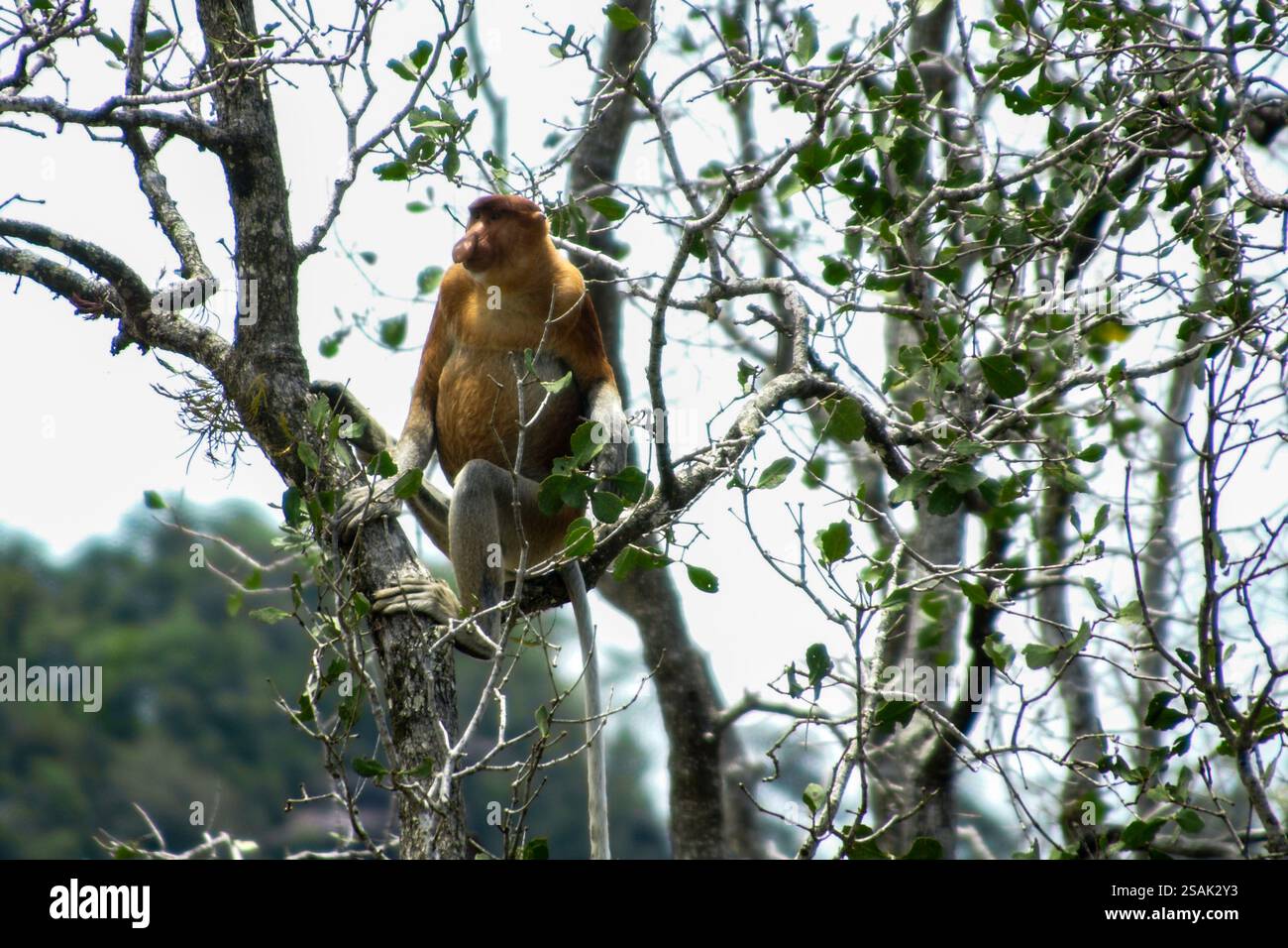 Elevated observation post in a rainforest tree: male proboscis monkey ...