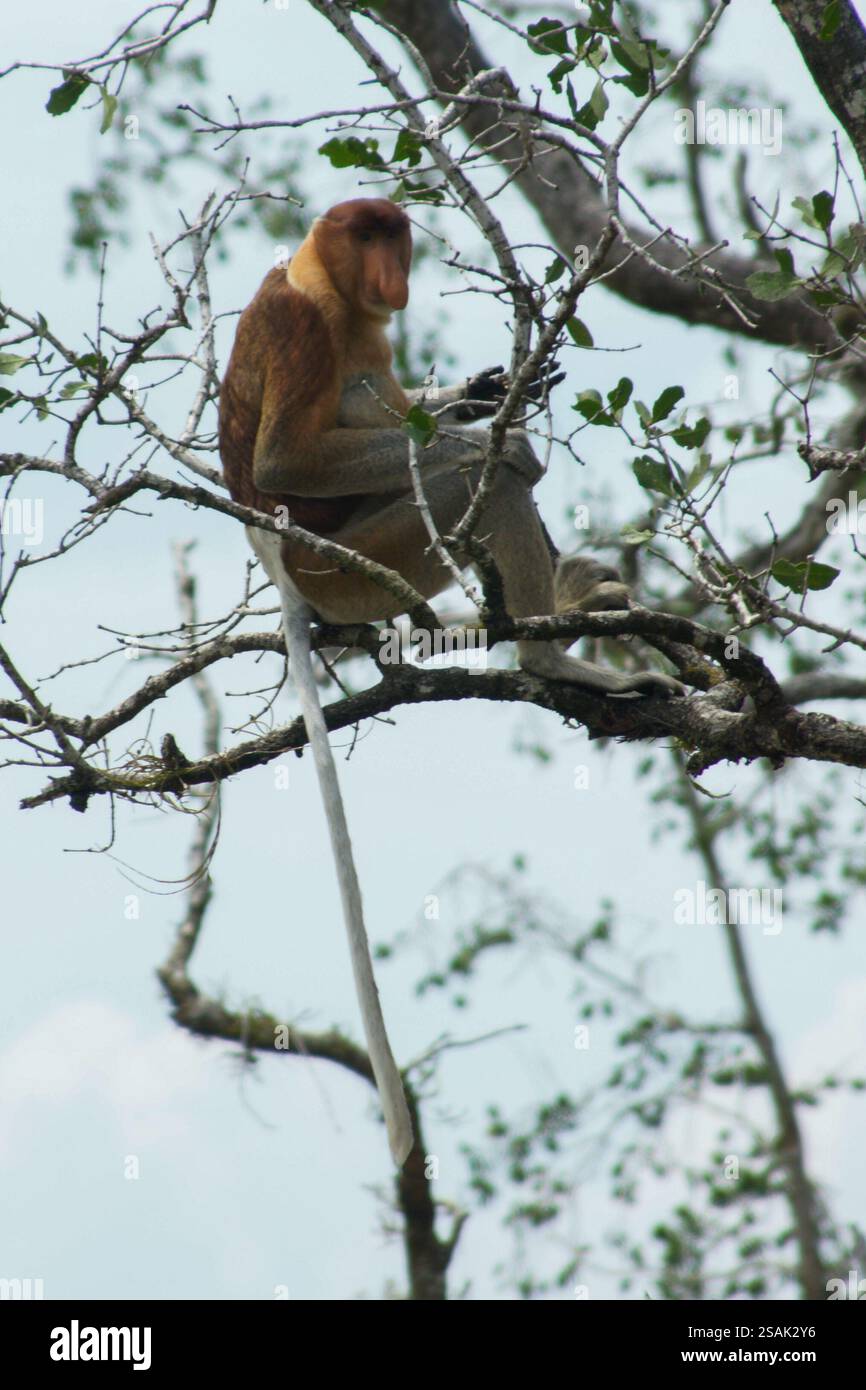 Male proboscis monkey (Nasalis larvatus) with broad nose and long tail ...