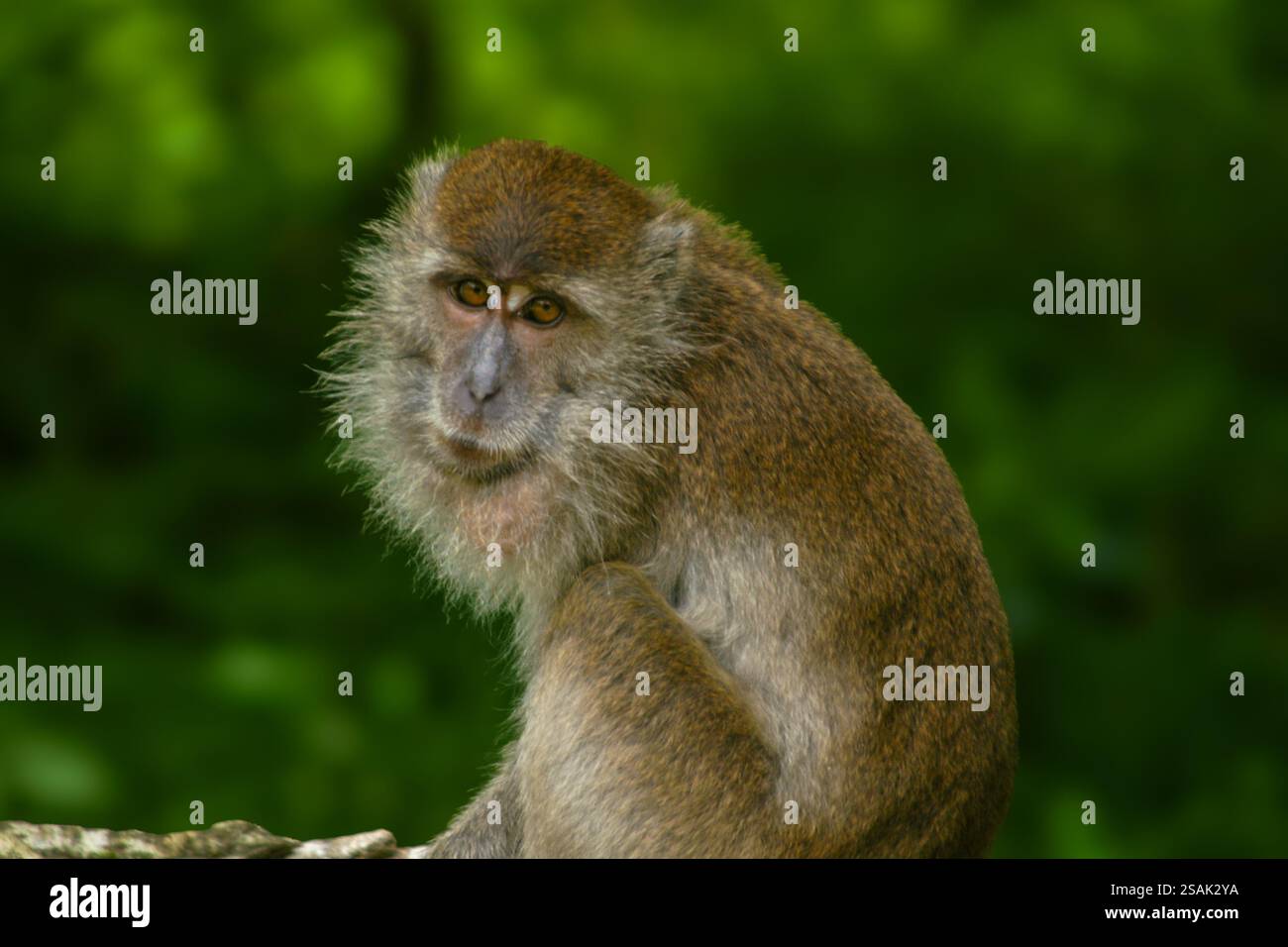Sad-looking long-tailed Macaque (Macaca fascicularis), Sarawak, Borneo ...