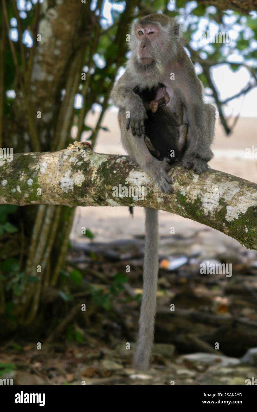 Long-tailed Macaque (Macaca fascicularis) sitting on a branch, female ...