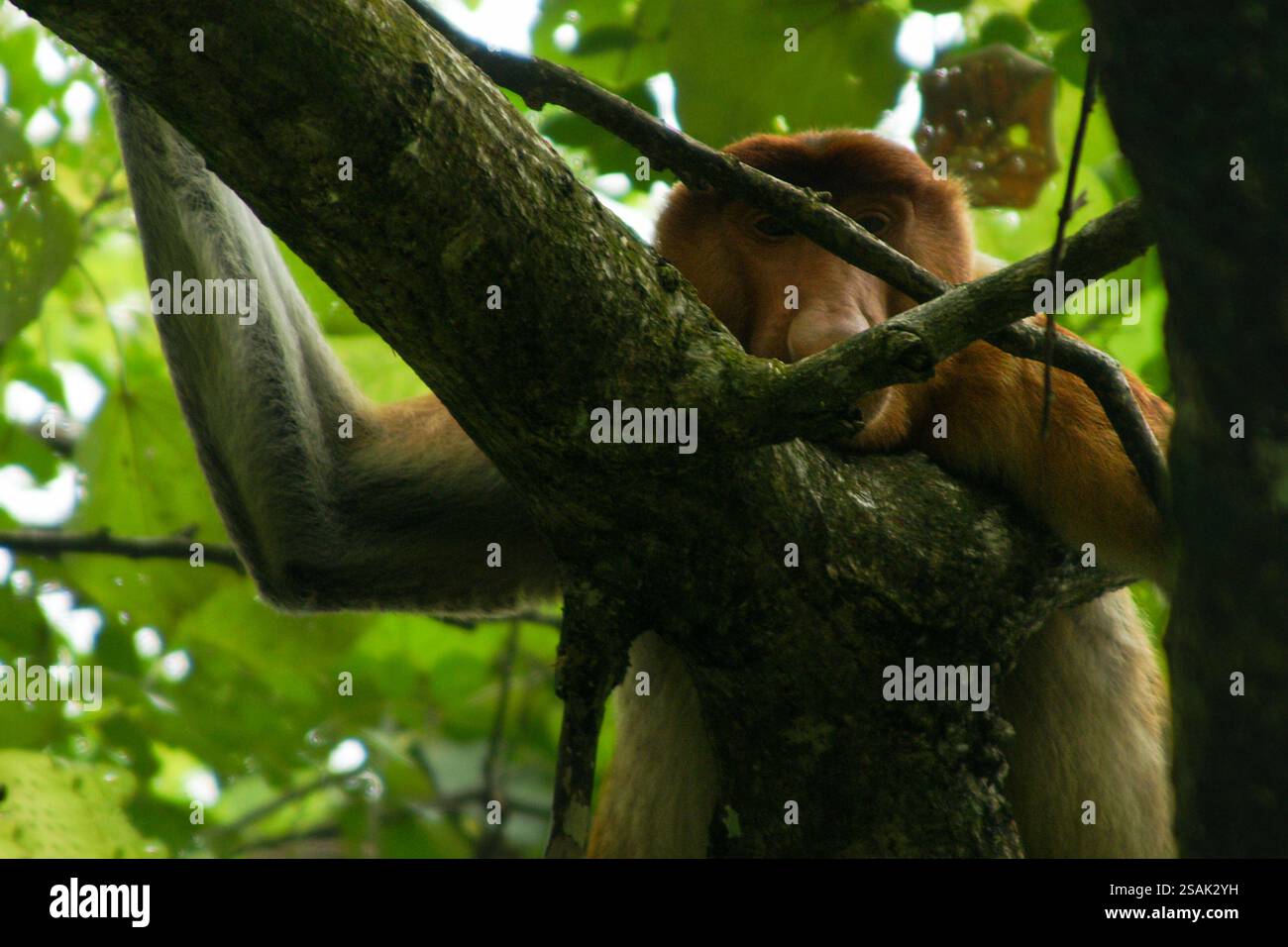 Portrait of a proboscis monkey hiding in a tree, Sarawak, Borneo Stock ...