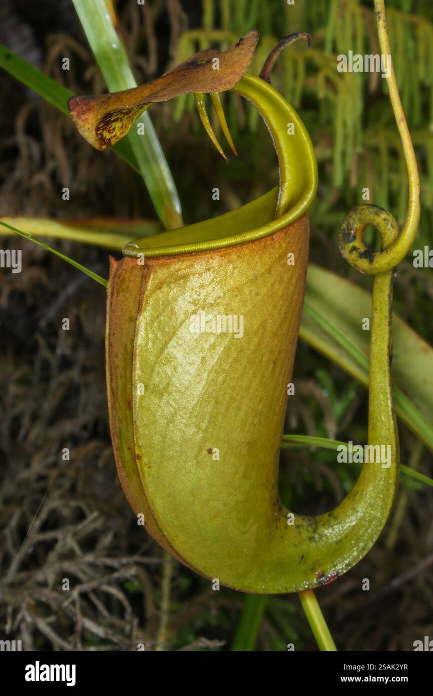 Pitcher of Nepenthes bicalcarata with its two teeth on the underside of ...